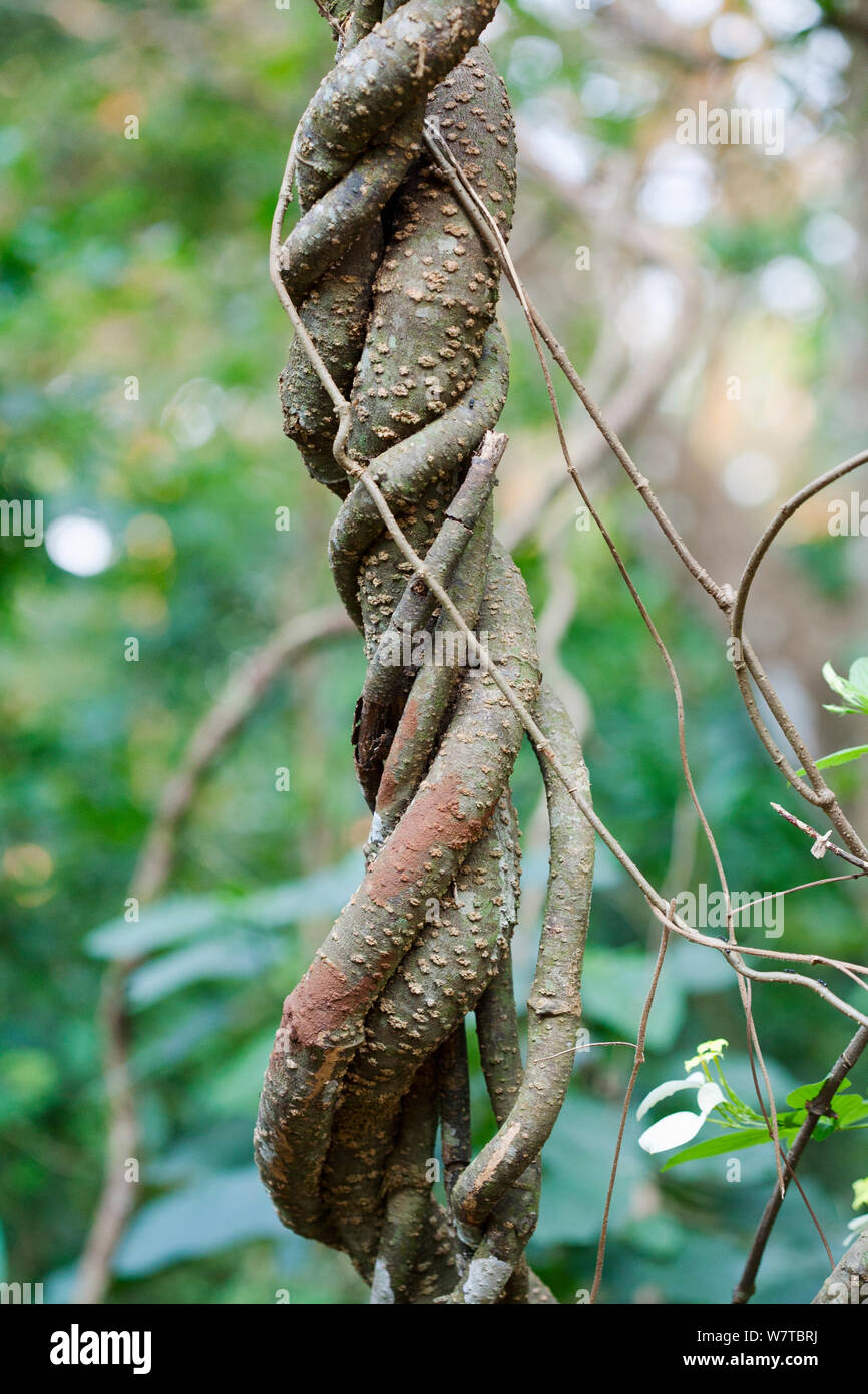 Semi deciduous forest hi-res stock photography and images - Alamy