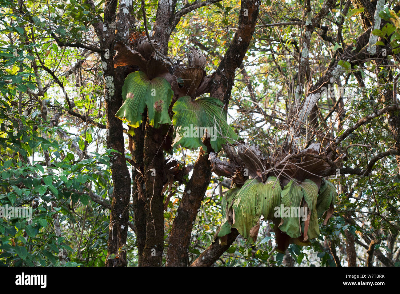 Elephant ear staghorn fern hi-res stock photography and images - Alamy