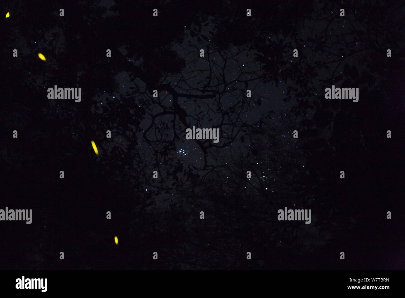 Semi-deciduous tropical rain forest at night, with Fireflies ...