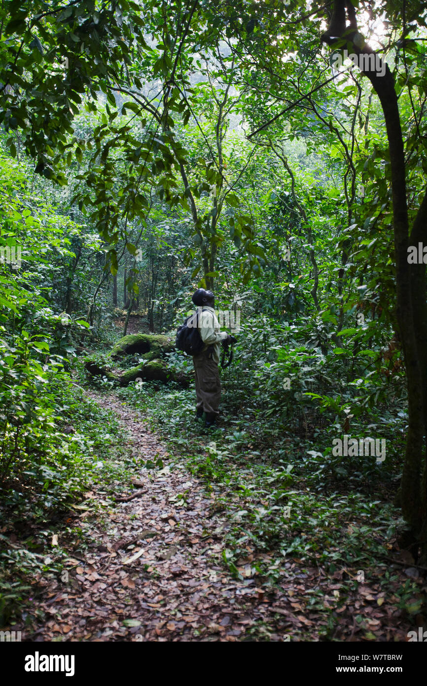 Guide looking into the rainforest canopy for chimpanzees, Budongo ...
