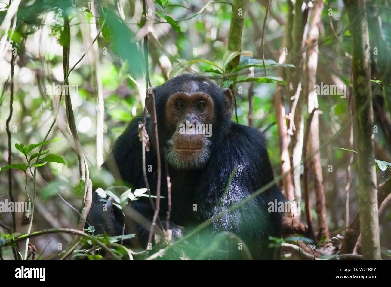 Chimpanzee budongo forest hi-res stock photography and images - Alamy
