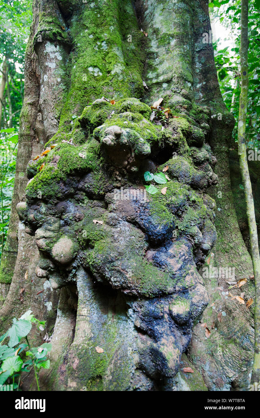 Elephant damage to tree trunk hi-res stock photography and images - Alamy