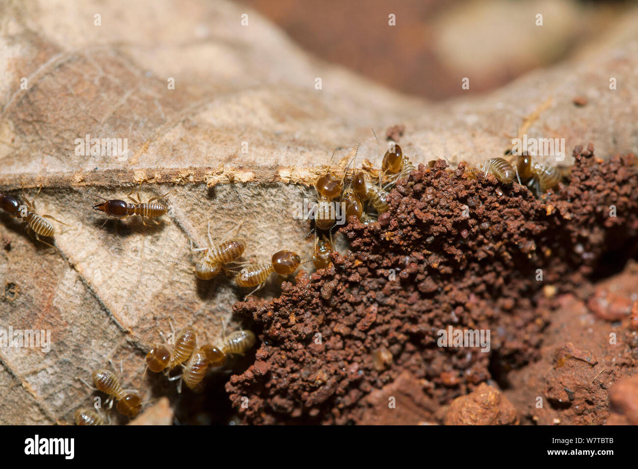 Termites (Isoptera) beginning to construct a mound using dead leaves as ...
