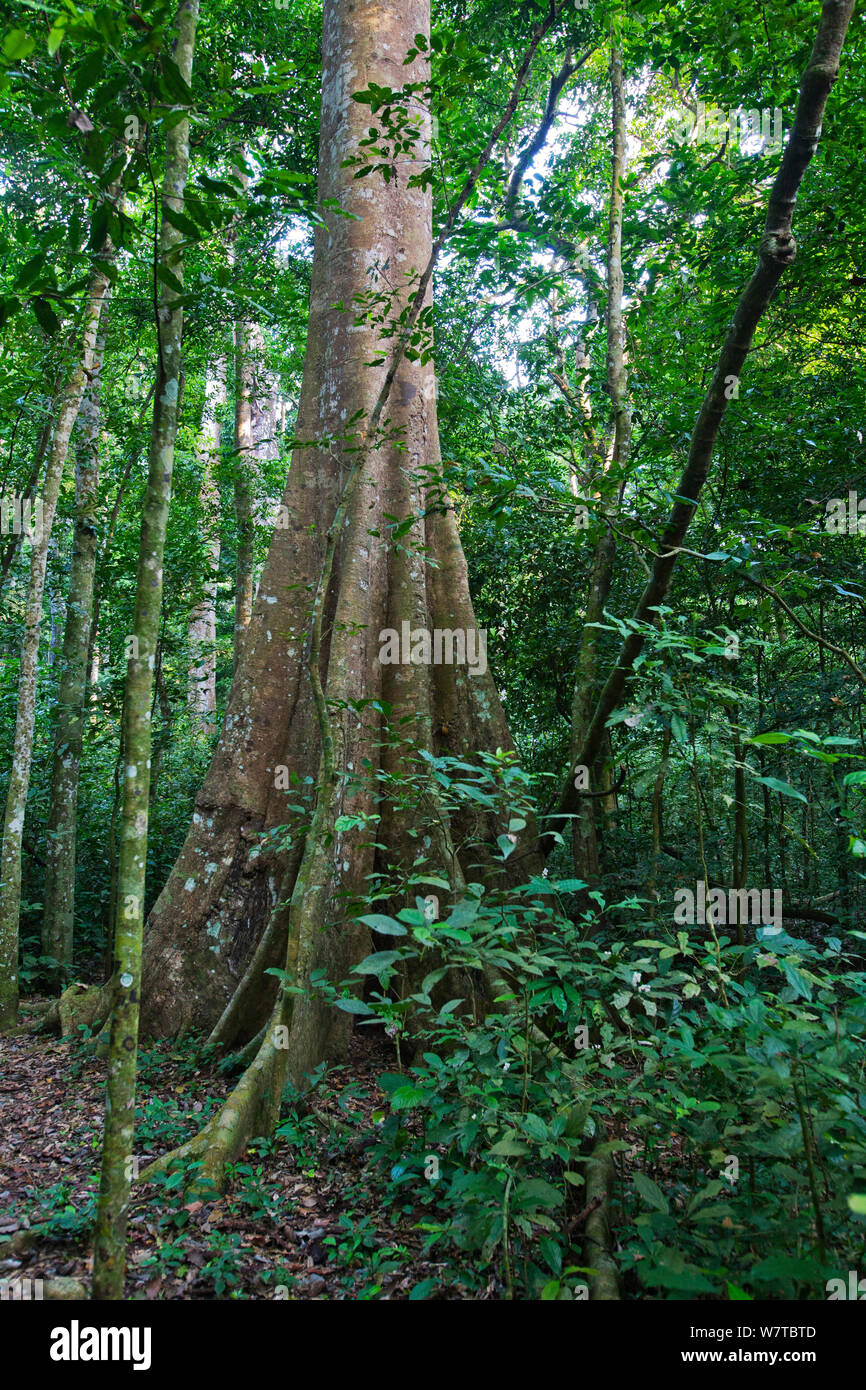Buttress roots of Fig (Ficus) tree in semi-deciduous tropical ...