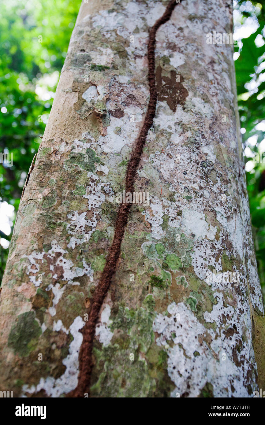 Termite tunnel along the trunk up to a nest in the tree canopy, Budongo ...