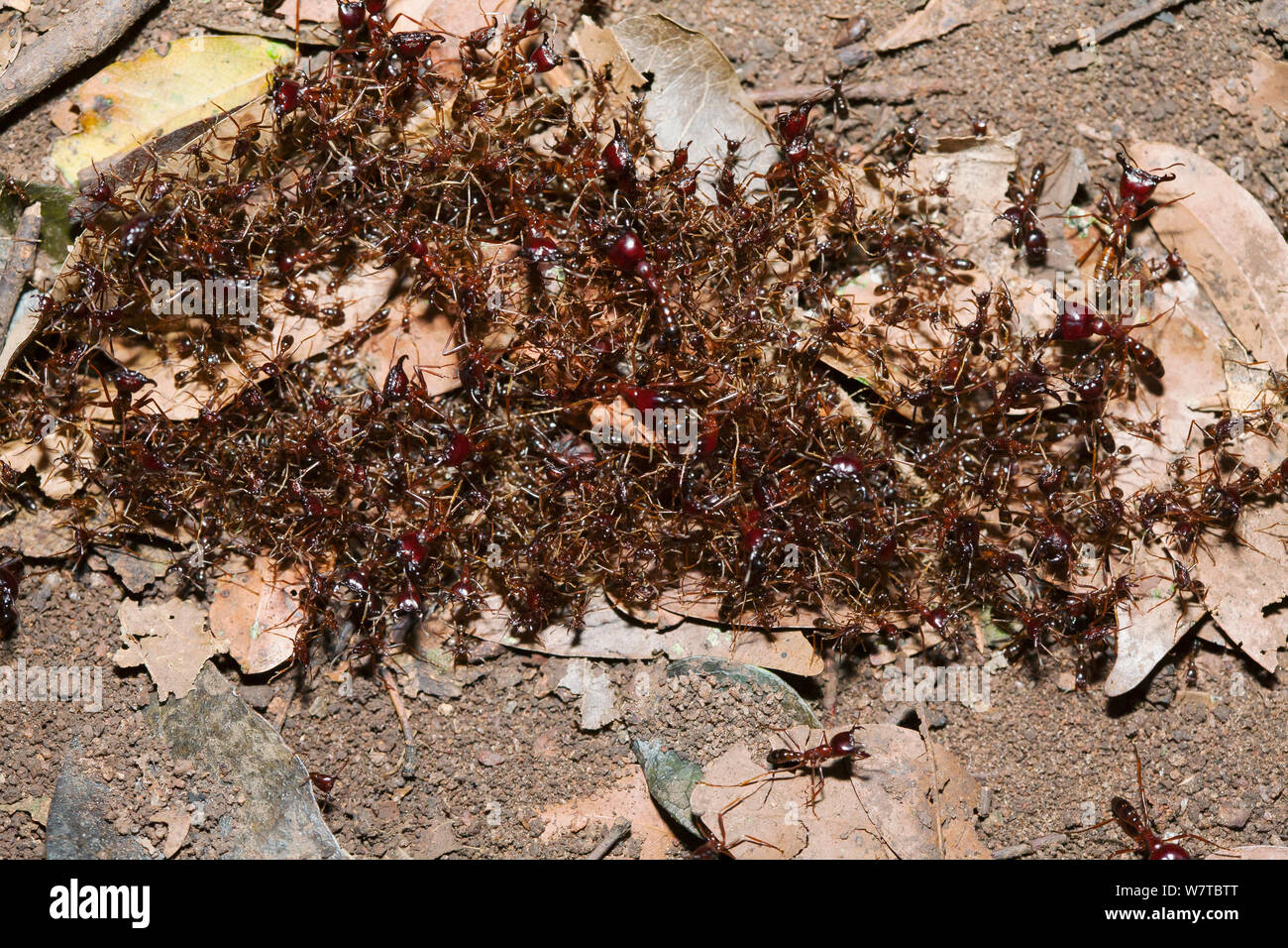 Driver ant hi-res stock photography and images - Alamy
