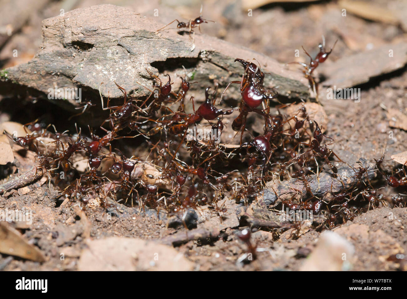 Driver ant hi-res stock photography and images - Alamy