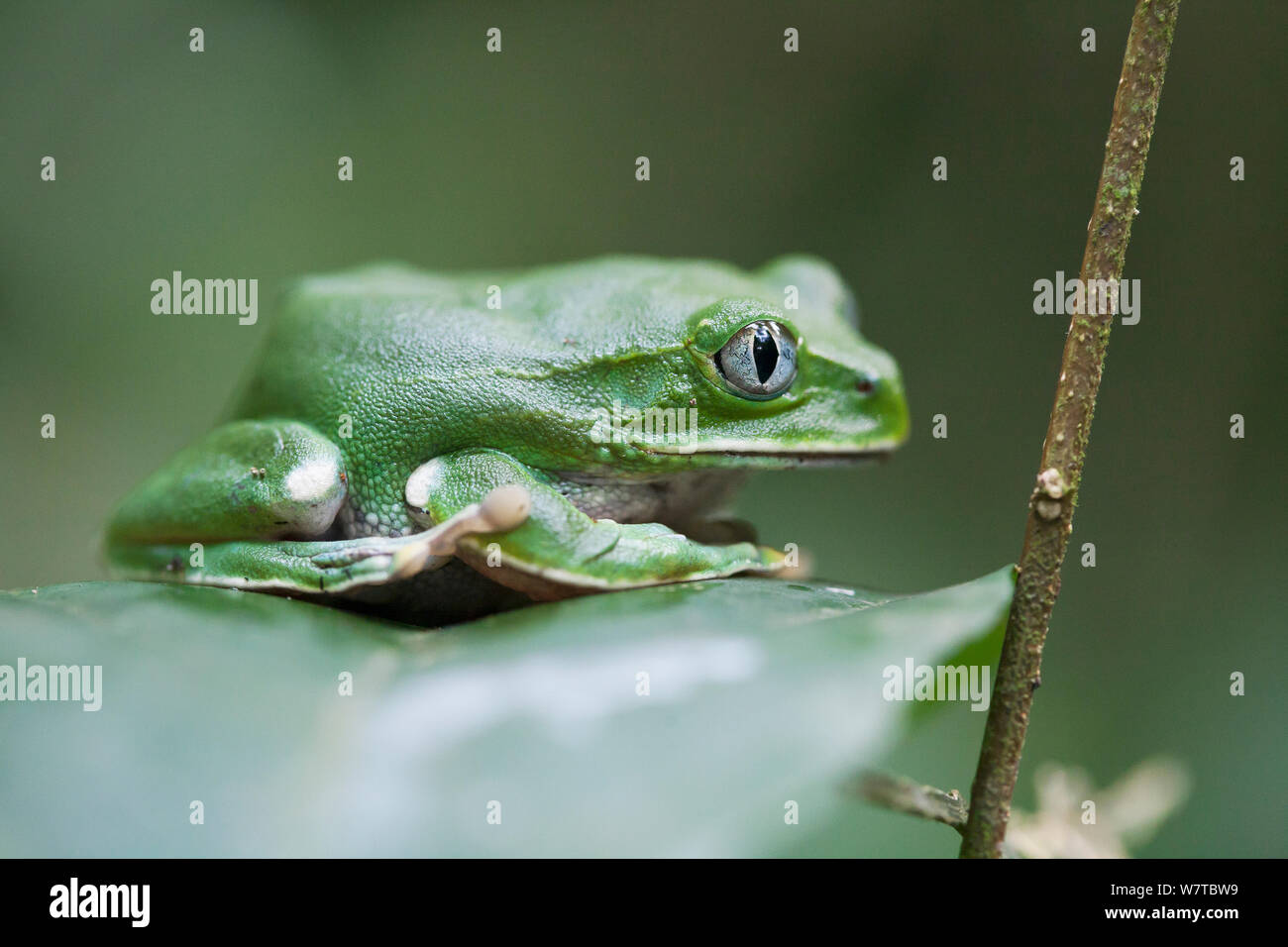Forest squeaker frog hi-res stock photography and images - Alamy