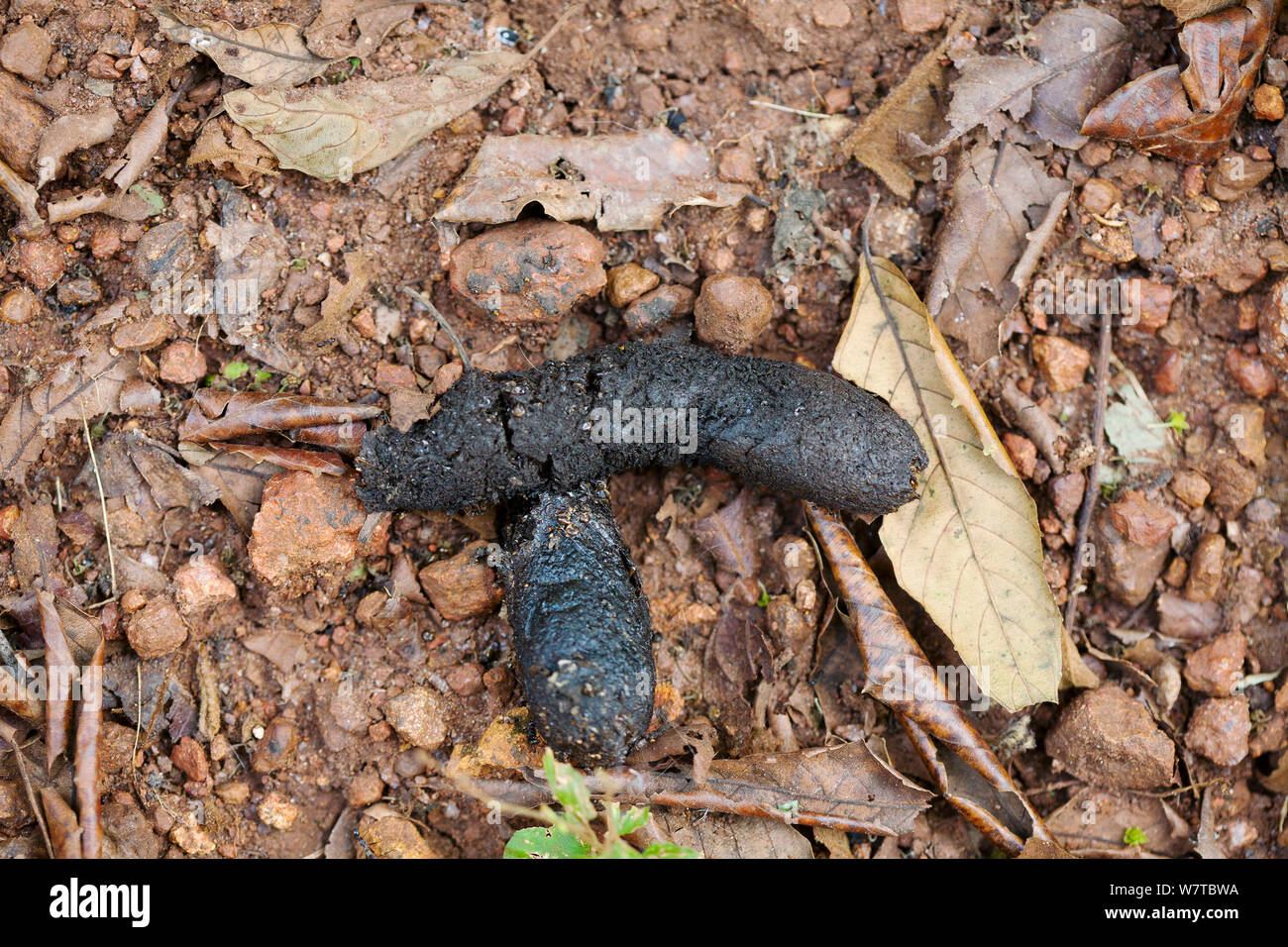 Olive Baboon (Papio anubis) faeces, Murchison Falls National Park ...