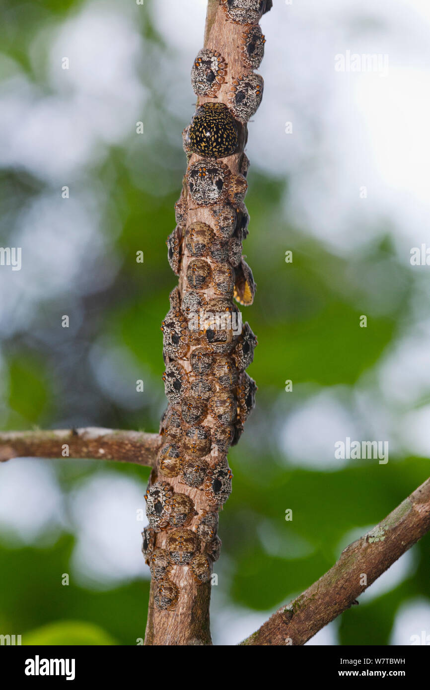 Scale insects (Hemiptera) on branch, Budongo Forest Reserve, Uganda ...