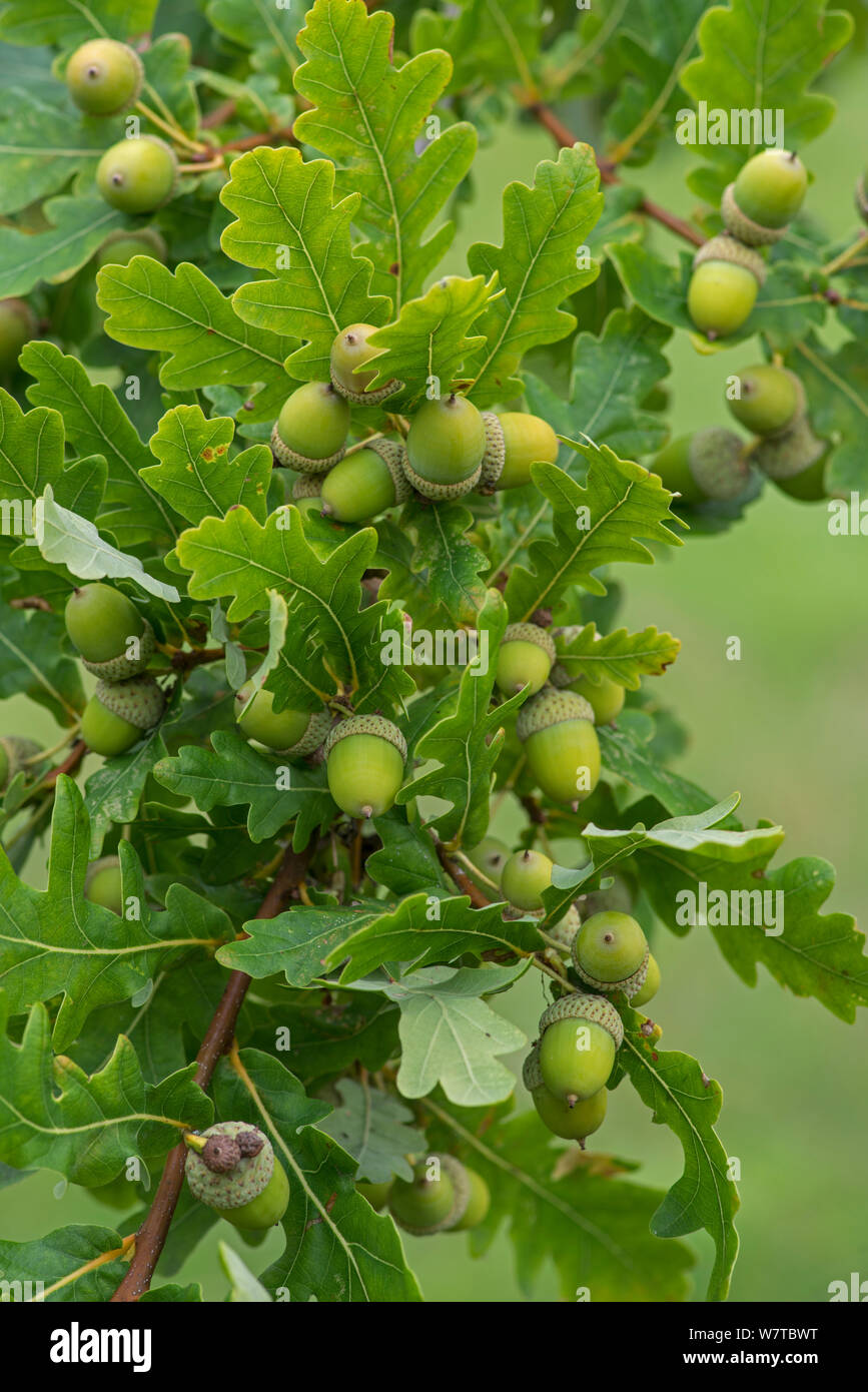Oak Tree Uk September High Resolution Stock Photography and Images - Alamy