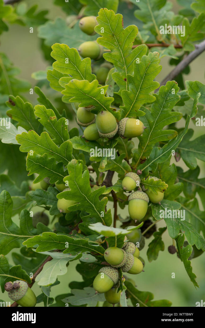 Oak tree uk september hi-res stock photography and images - Alamy