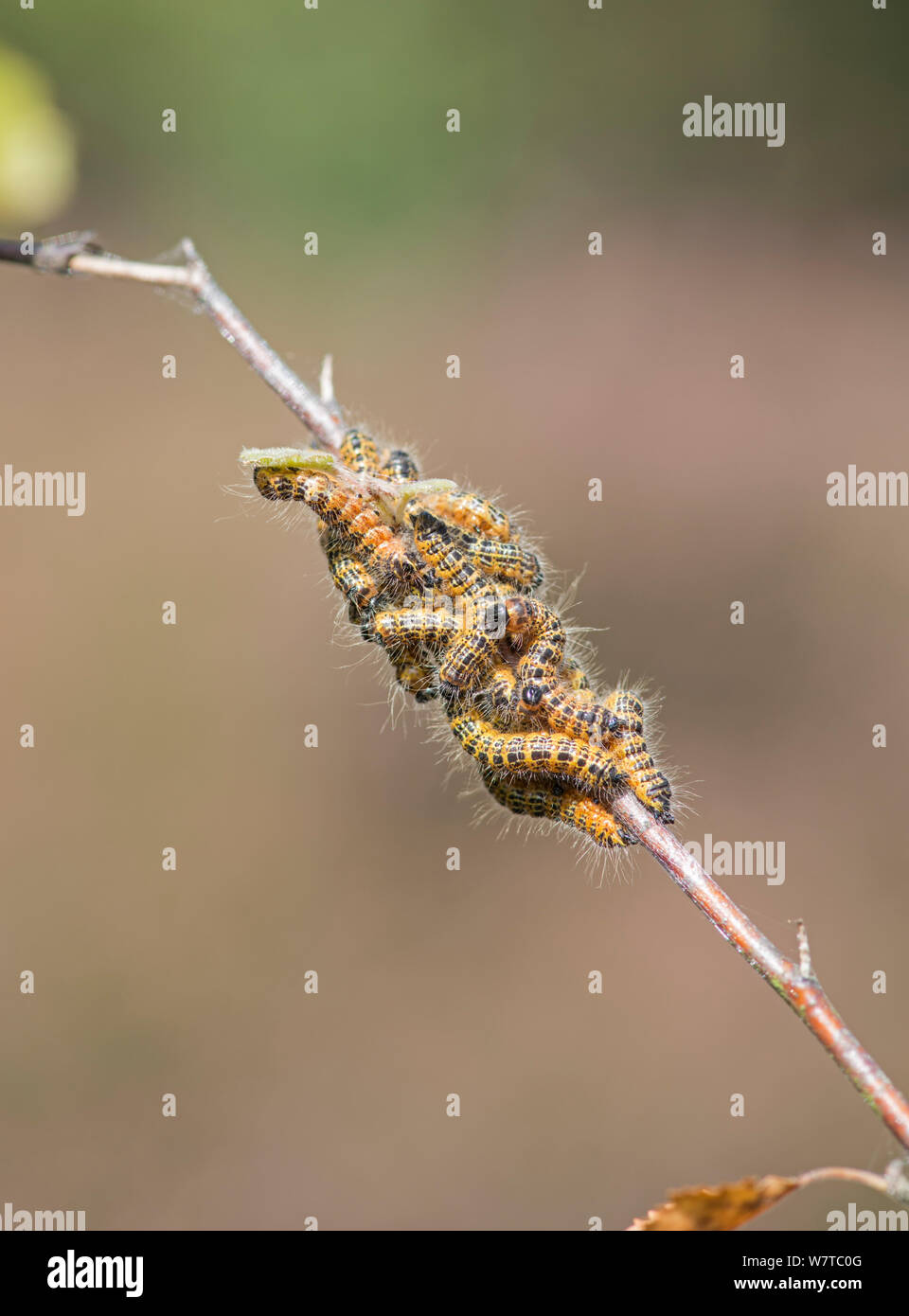Buff Tip Moth (Phalera bucephala) larvae on silver birch. Surrey ...