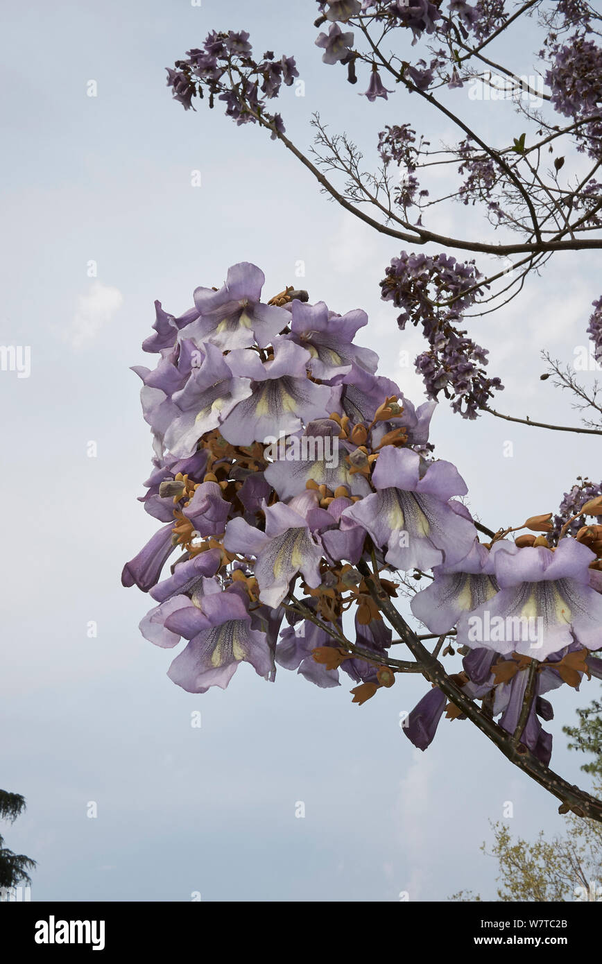 Paulownia tomentosa tree Stock Photo - Alamy