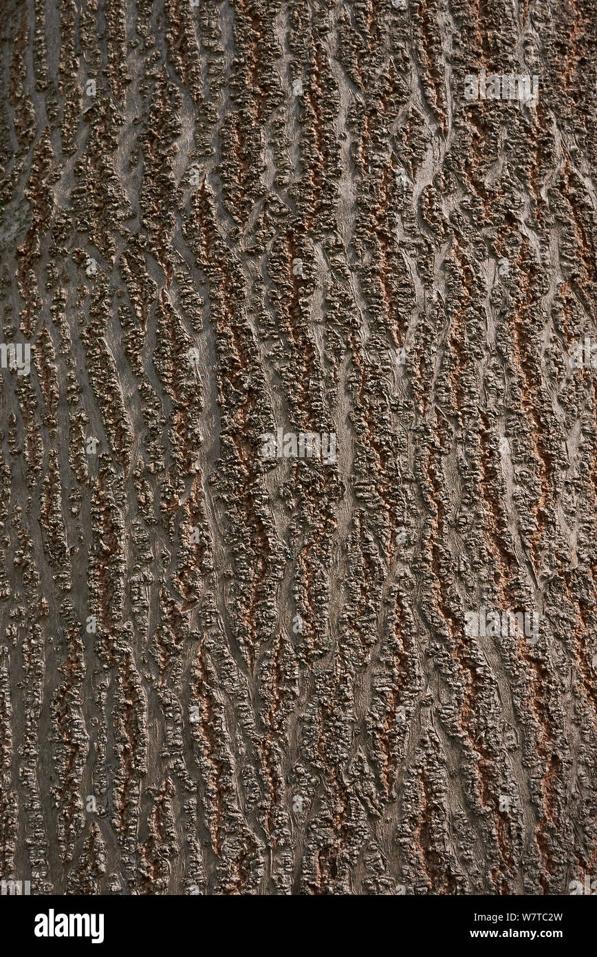 Empress tree bark paulownia tomentosa hi-res stock photography and ...