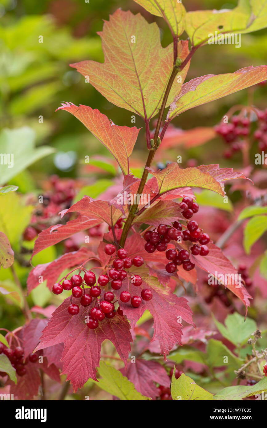September berries in england hi-res stock photography and images - Alamy