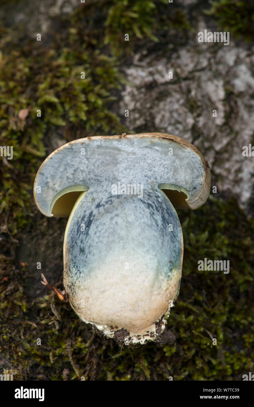 Inkstain Bolete (Boletus pulverulentus) cross section showing ...