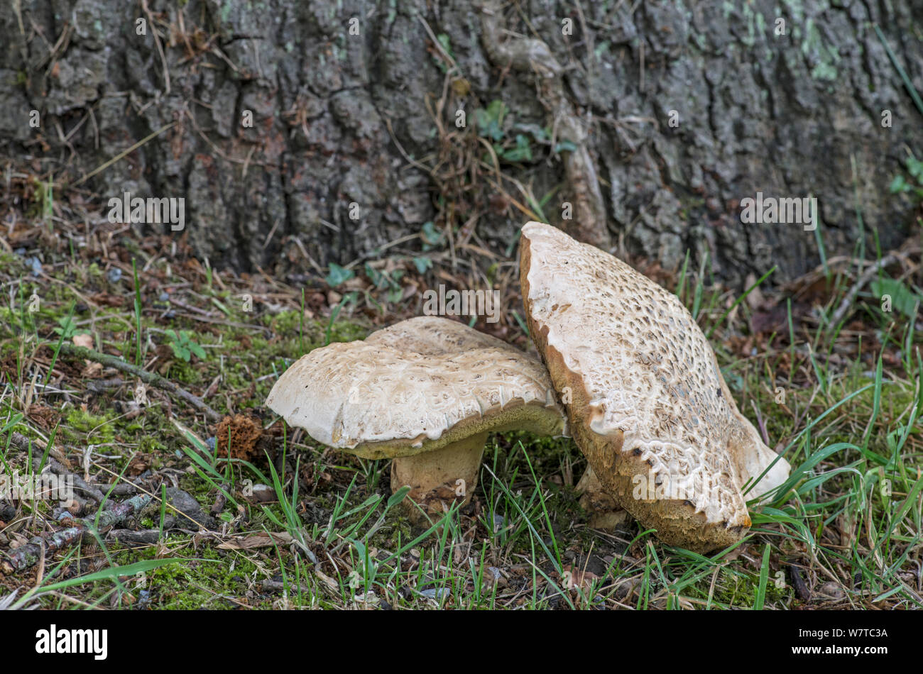 Inkstain Bolete (Boletus pulverulentus) Surrey, England, UK, August ...