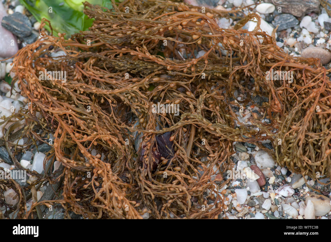 Japanese wireweed (Sargassum muticum) alien species from Japan, Devon ...