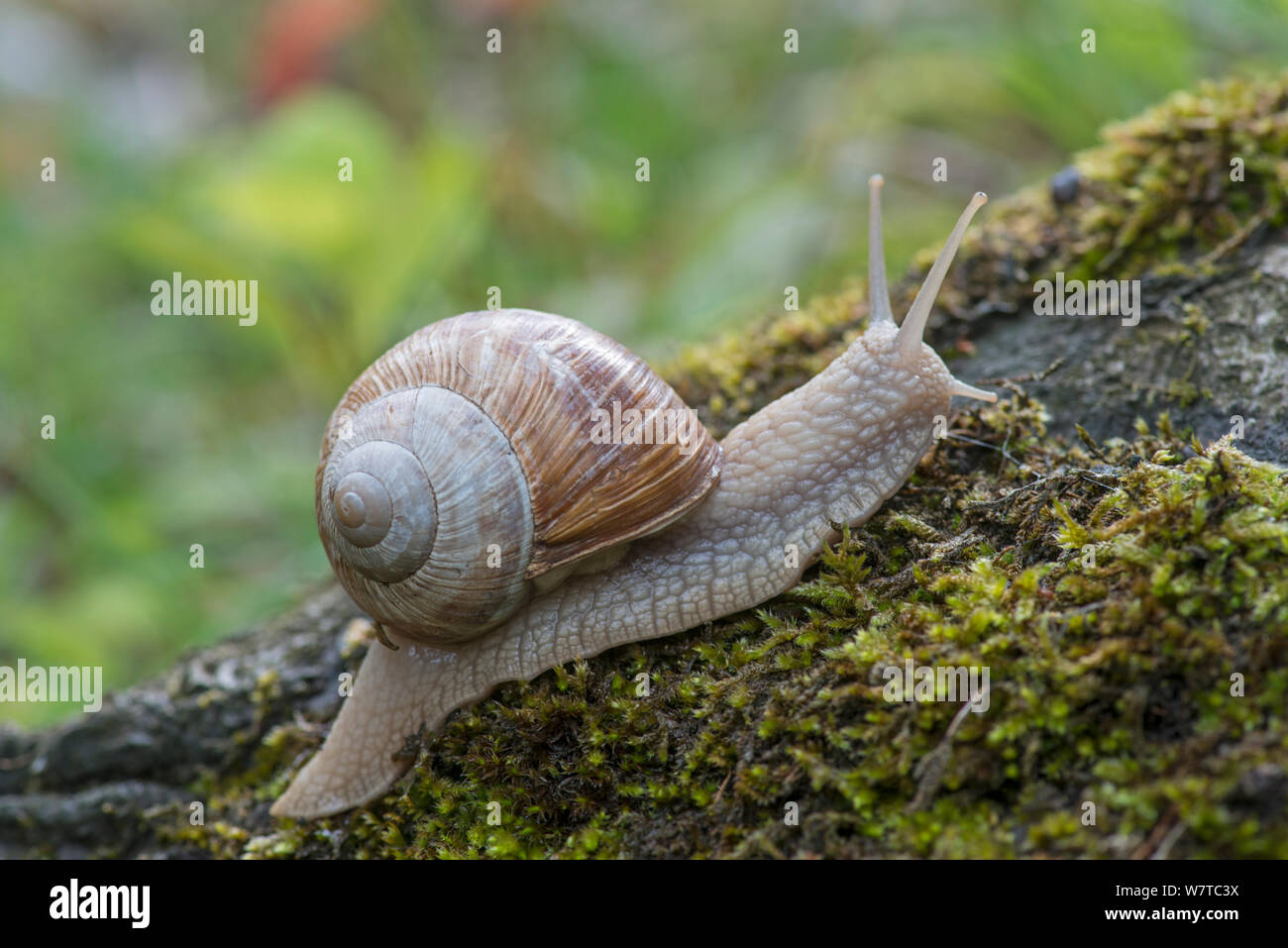 Roman snail hi-res stock photography and images - Alamy