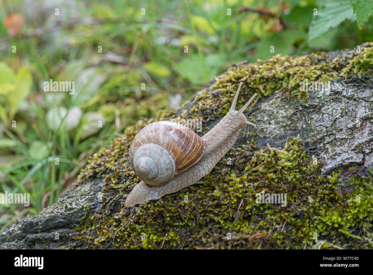 Roman Snail (Helix pomatia) on moss, Surrey, England, UK, August Stock ...