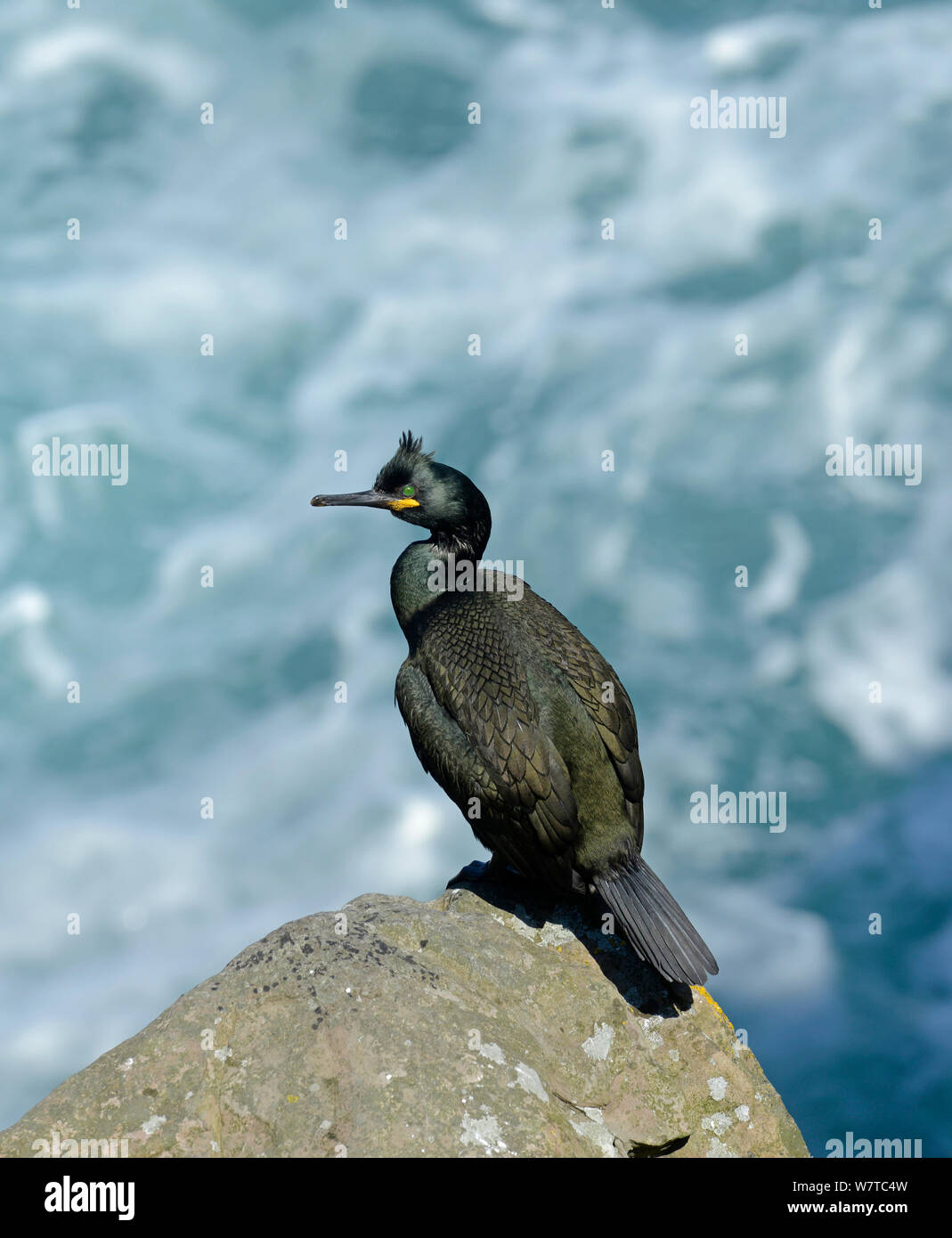 Shag britain hi-res stock photography and images - Alamy