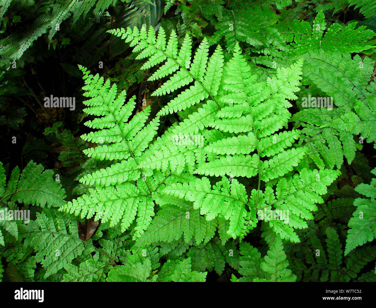 African rainforest ferns (Triplophyllum vogelii) growing beside ...