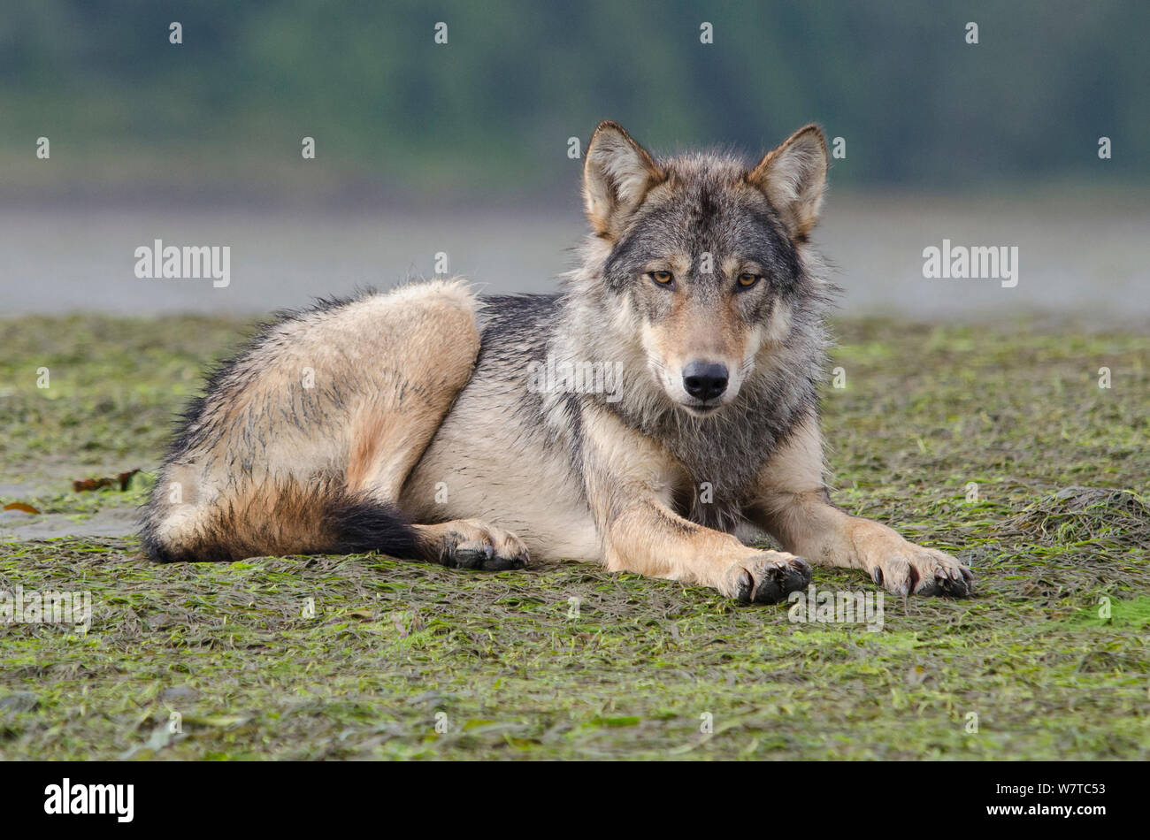 Vancouver Island Grey wolf (Canis lupus crassodon) alpha female ...