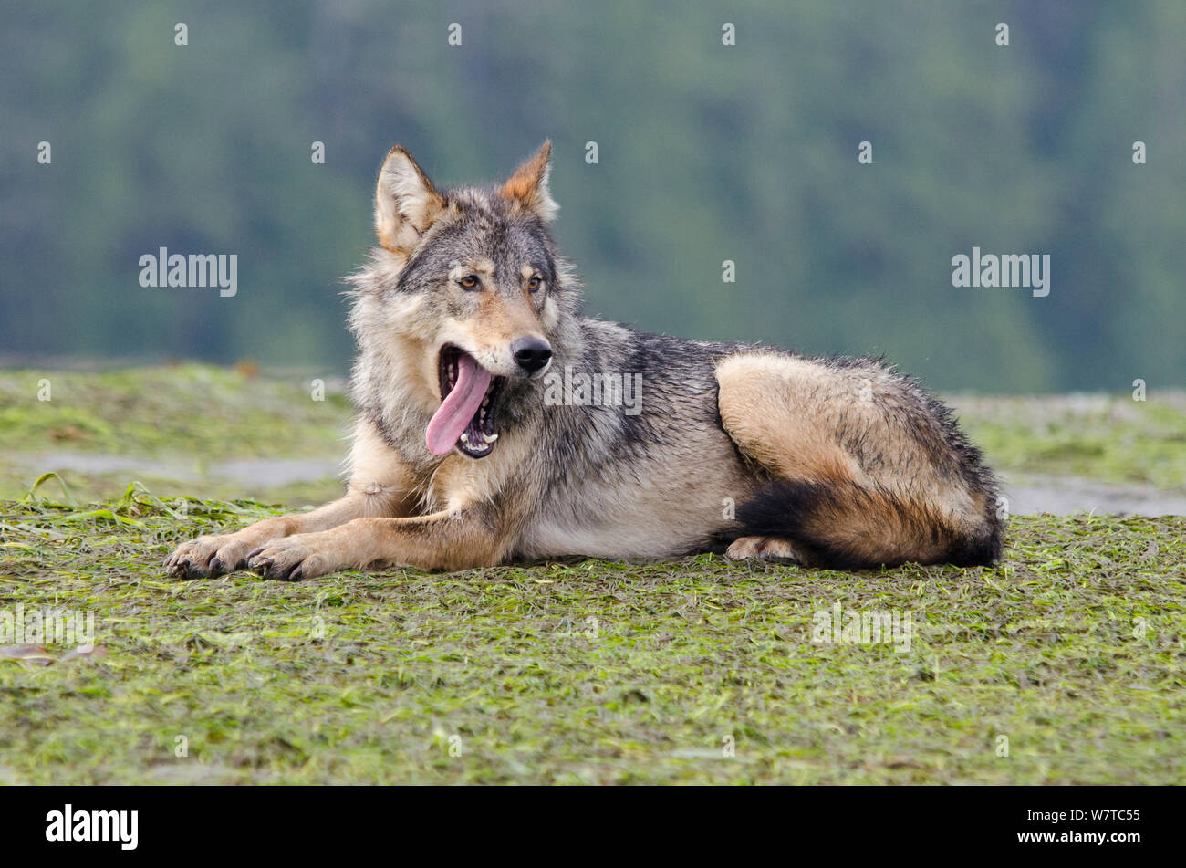 Vancouver Island Grey wolf (Canis lupus crassodon) alpha female yawning ...