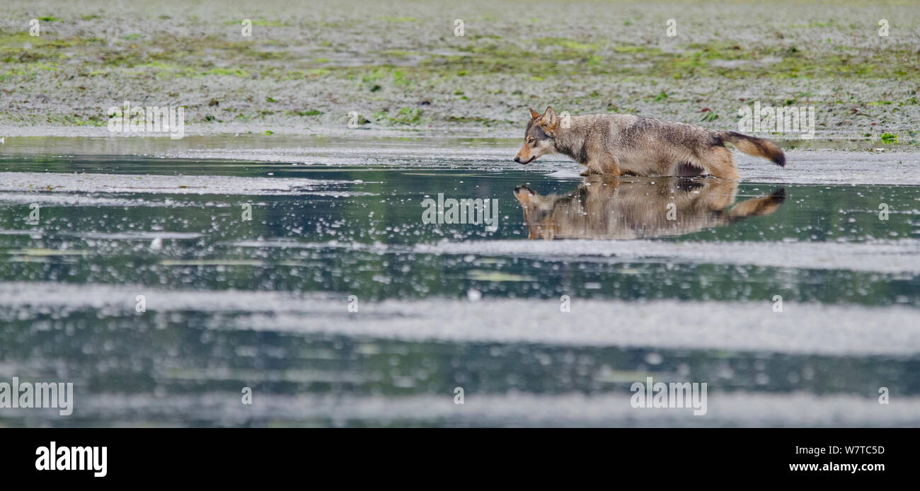 Coastal wolf swim hi-res stock photography and images - Alamy