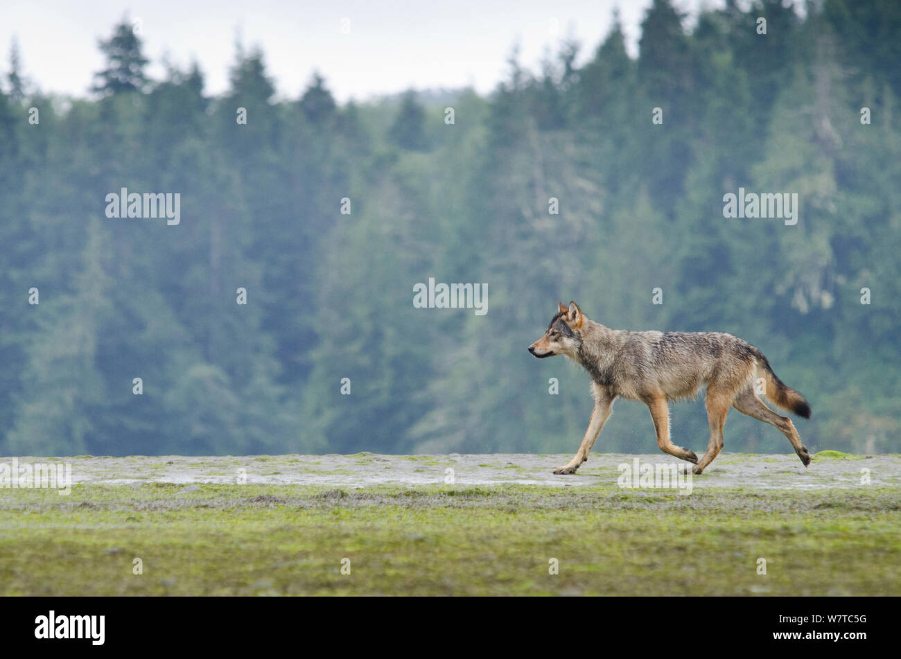 Vancouver Island Grey wolf (Canis lupus crassodon) in habitat ...
