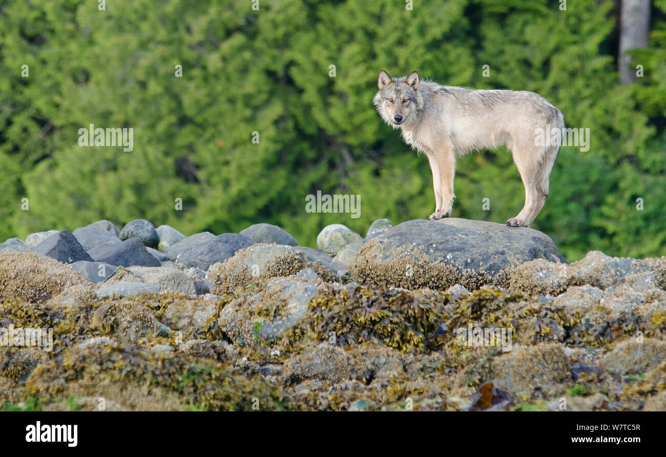 Wolf british columbia hi-res stock photography and images - Alamy