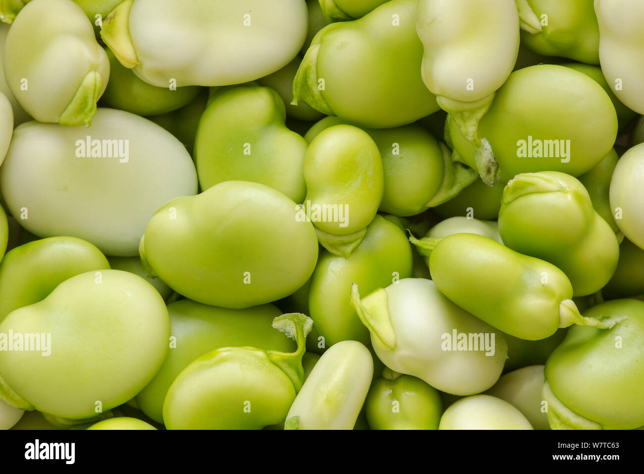 Vetch Seed High Resolution Stock Photography and Images - Alamy