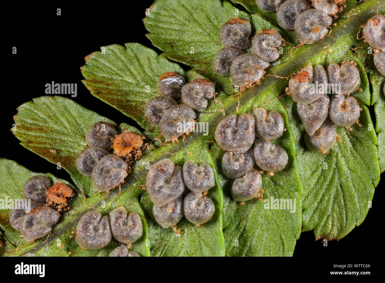 Vascular spore plants hi-res stock photography and images - Alamy