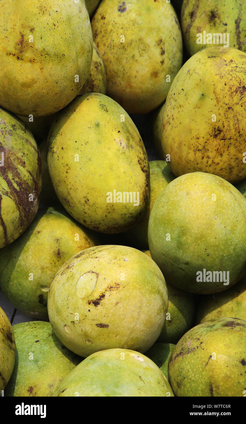 Lots of Green Mango and Yellow Mango Stock Photo - Alamy