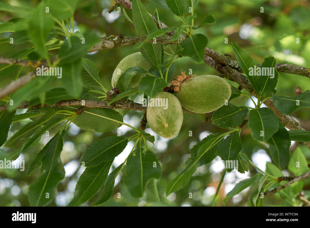 fresh almonds on the tree Stock Photo - Alamy