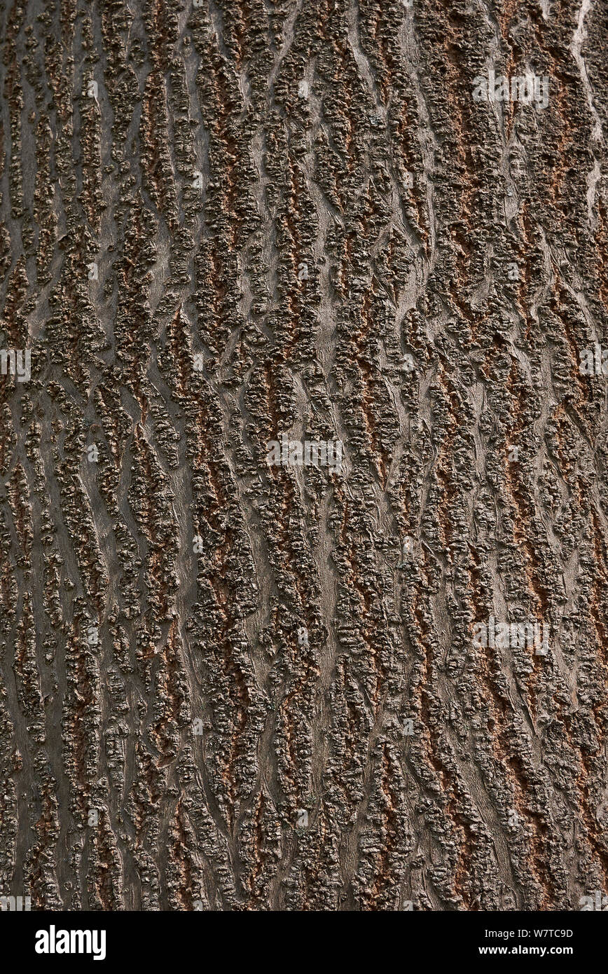 Paulownia tomentosa bark close up Stock Photo - Alamy