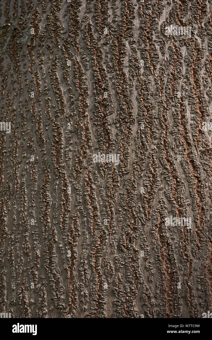 Paulownia tomentosa bark close up Stock Photo - Alamy