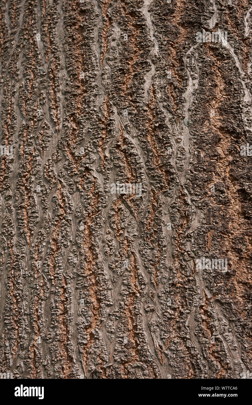 Empress tree bark paulownia tomentosa hi-res stock photography and ...
