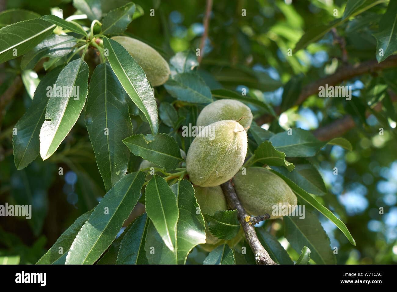 Fresh almonds hi-res stock photography and images - Alamy