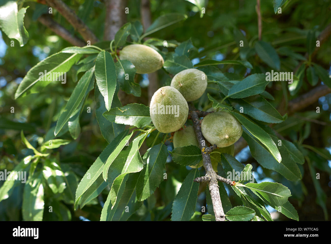 fresh almonds on the tree Stock Photo - Alamy