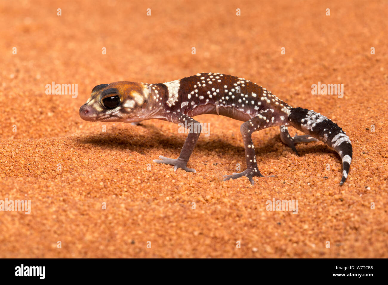 Australian fat-tailed gecko (Underwoodisaurus milii) hatching, captive ...
