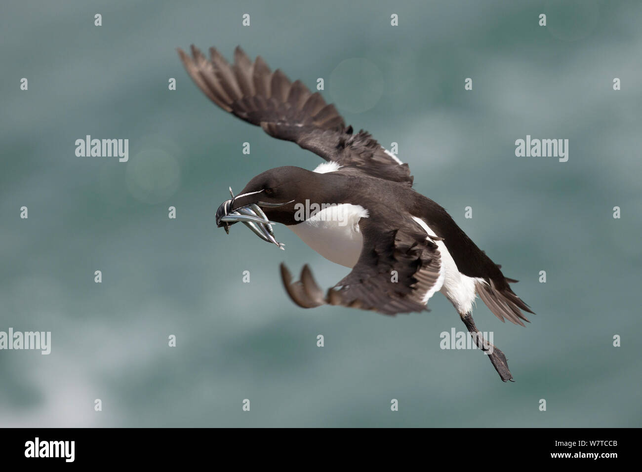 Razorbill (Alca torda) in flight while carrying fish. Great Saltee ...