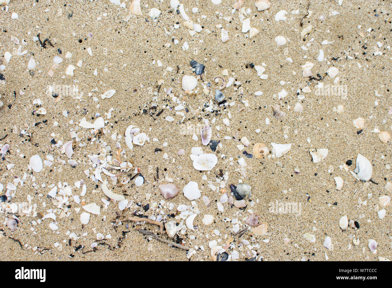 Texture sandy surface with many shells and pebbles brought by the sea ...