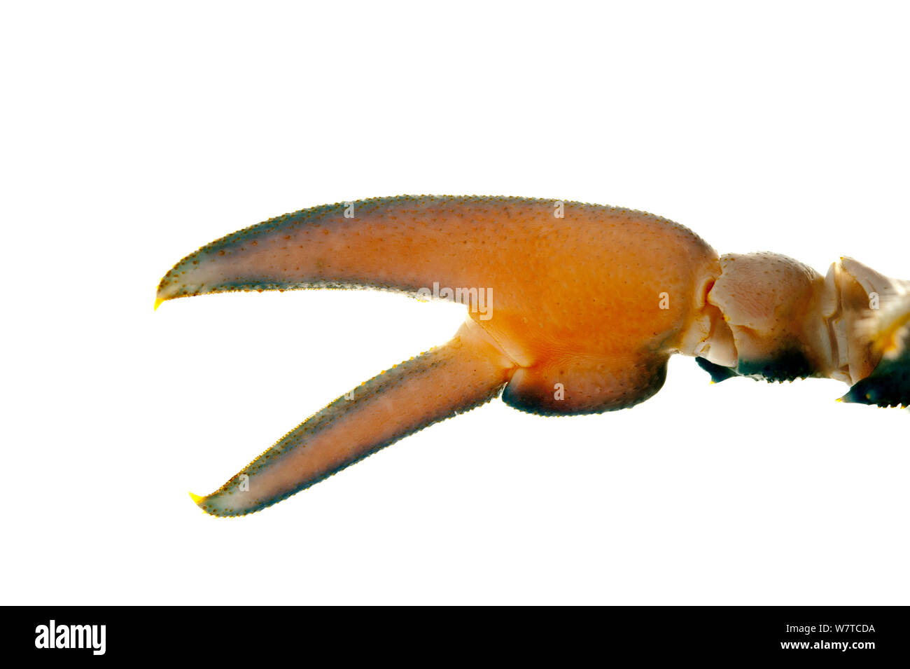 White claw crayfish hi-res stock photography and images - Alamy