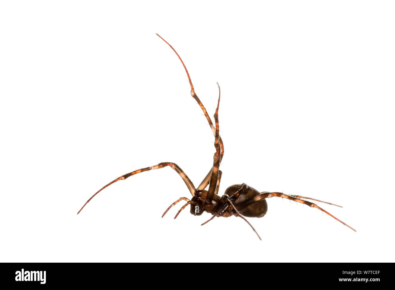 Cave orbweaver (Meta menardi) Luxembourg, May. Meetyourneighbours.net ...