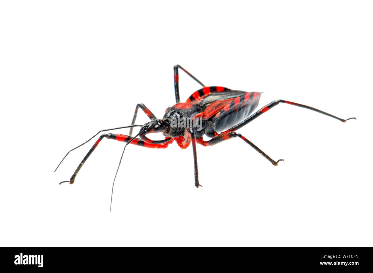 Red assassin bug hi-res stock photography and images - Alamy