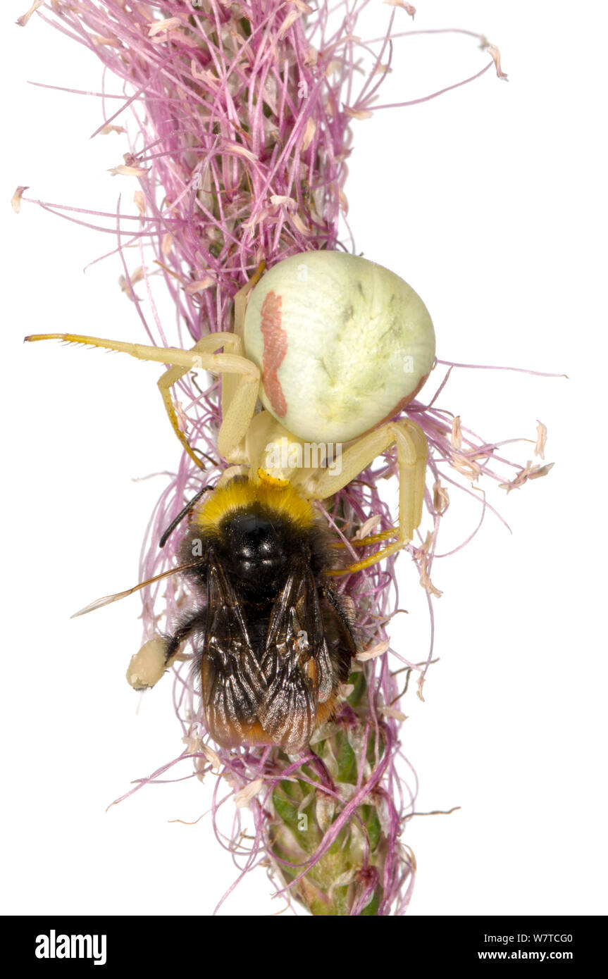 Plantago seed hi-res stock photography and images - Alamy