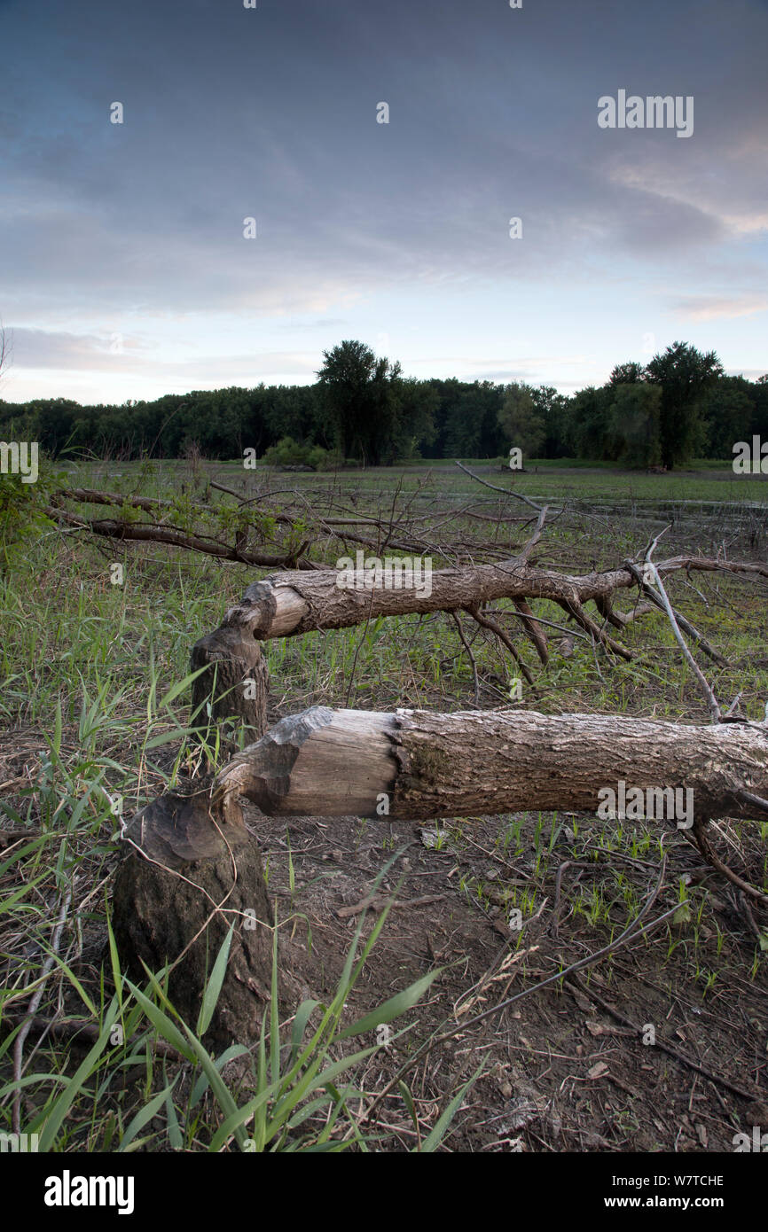 Beaver border hi-res stock photography and images - Alamy
