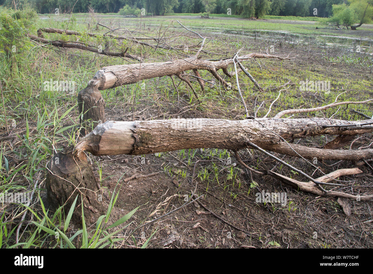 Trees felled by American Beaver (Castor canadensis) Upper Mississippi ...